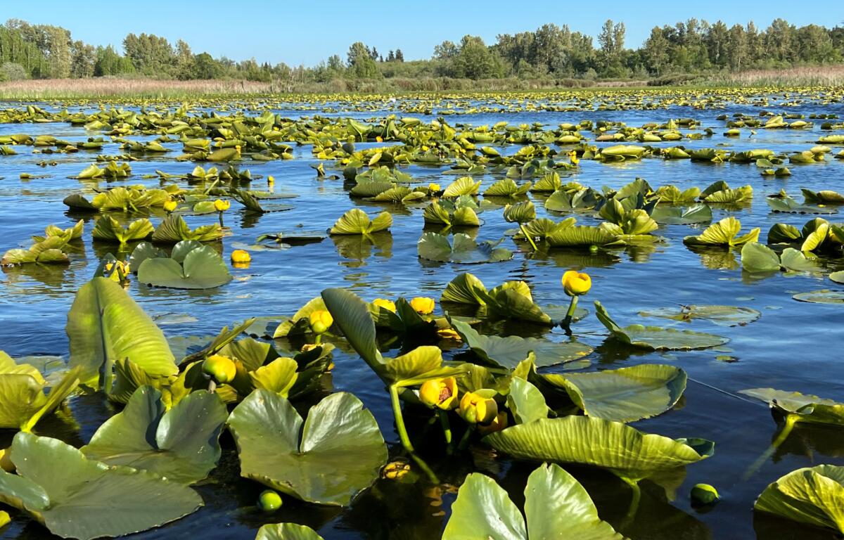 Fishing for Bass: Is this the best bass season in Whatcom County… ever ...
