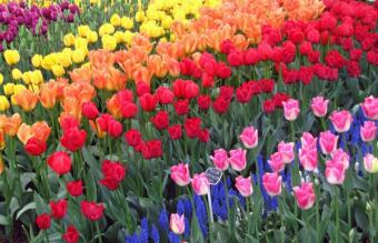 Skagit Valley tulip farms opening ahead of schedule for early bloom ...
