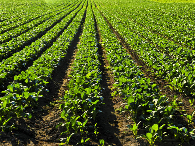 Cloud Mountain Farm Center announces closure in Everson - My Bellingham Now
