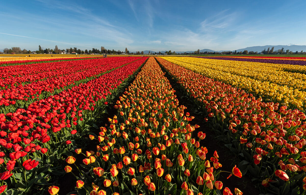 Lifestyle Lookout: Skagit Valley Tulip Fest, 33rd Annual Drag Show at ...