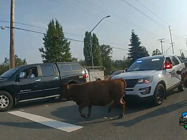 Whatcom Humane Society takes over search for loose cow in Bellingham ...