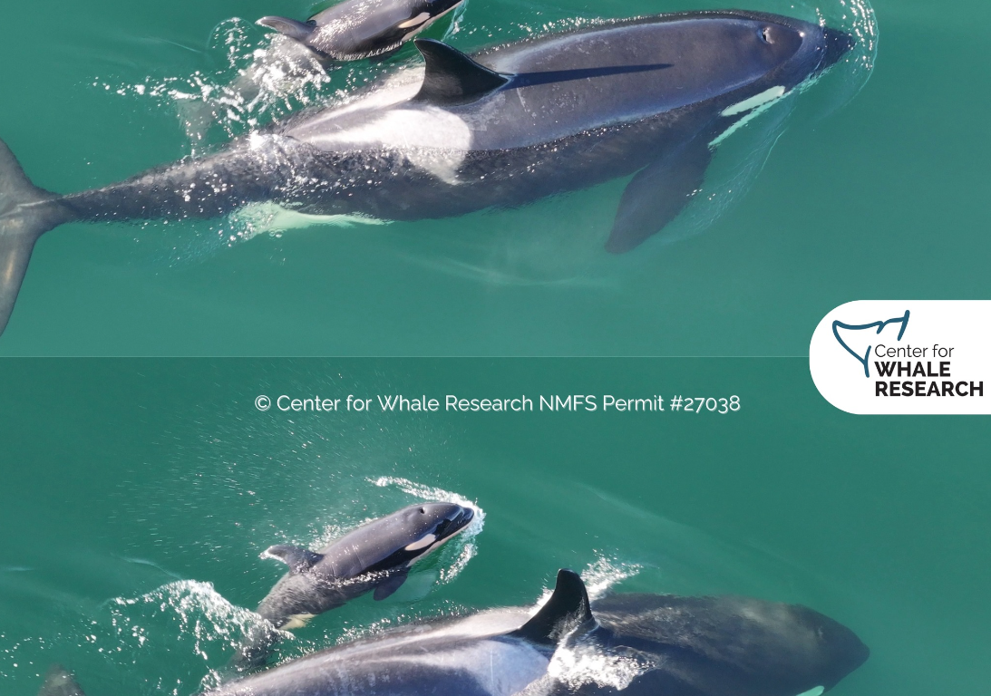Center for Whale Research spots new Southern Resident Orca calf near ...