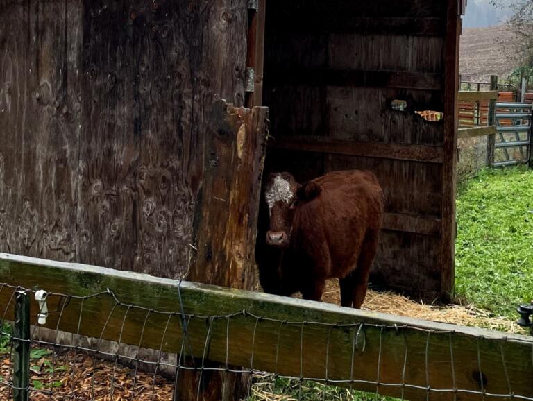 Mabel the cow captured after wandering Bellingham neighborhood for two ...