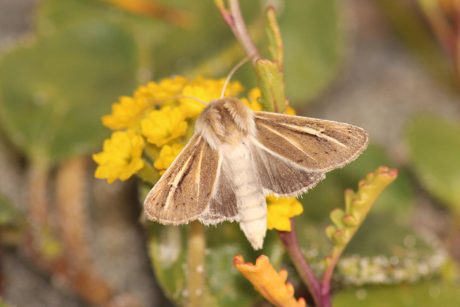 Center for Biological Diversity files lawsuit to protect local ...