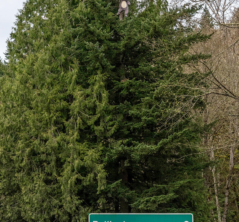 Another stuffed sloth on I-5 near Bellingham taken down by WSDOT crew ...