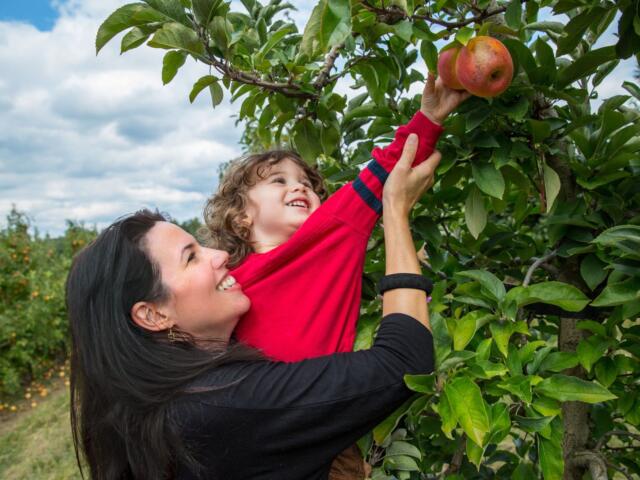 Where to pick apples and celebrate the fall season in Whatcom County ...